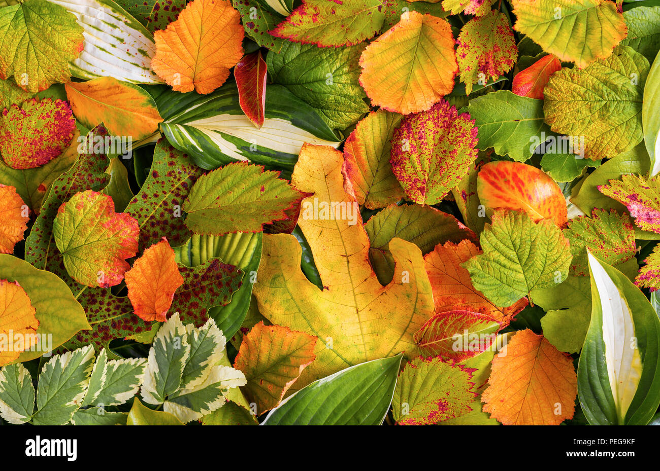 Early fall leaves hi-res stock photography and images - Alamy