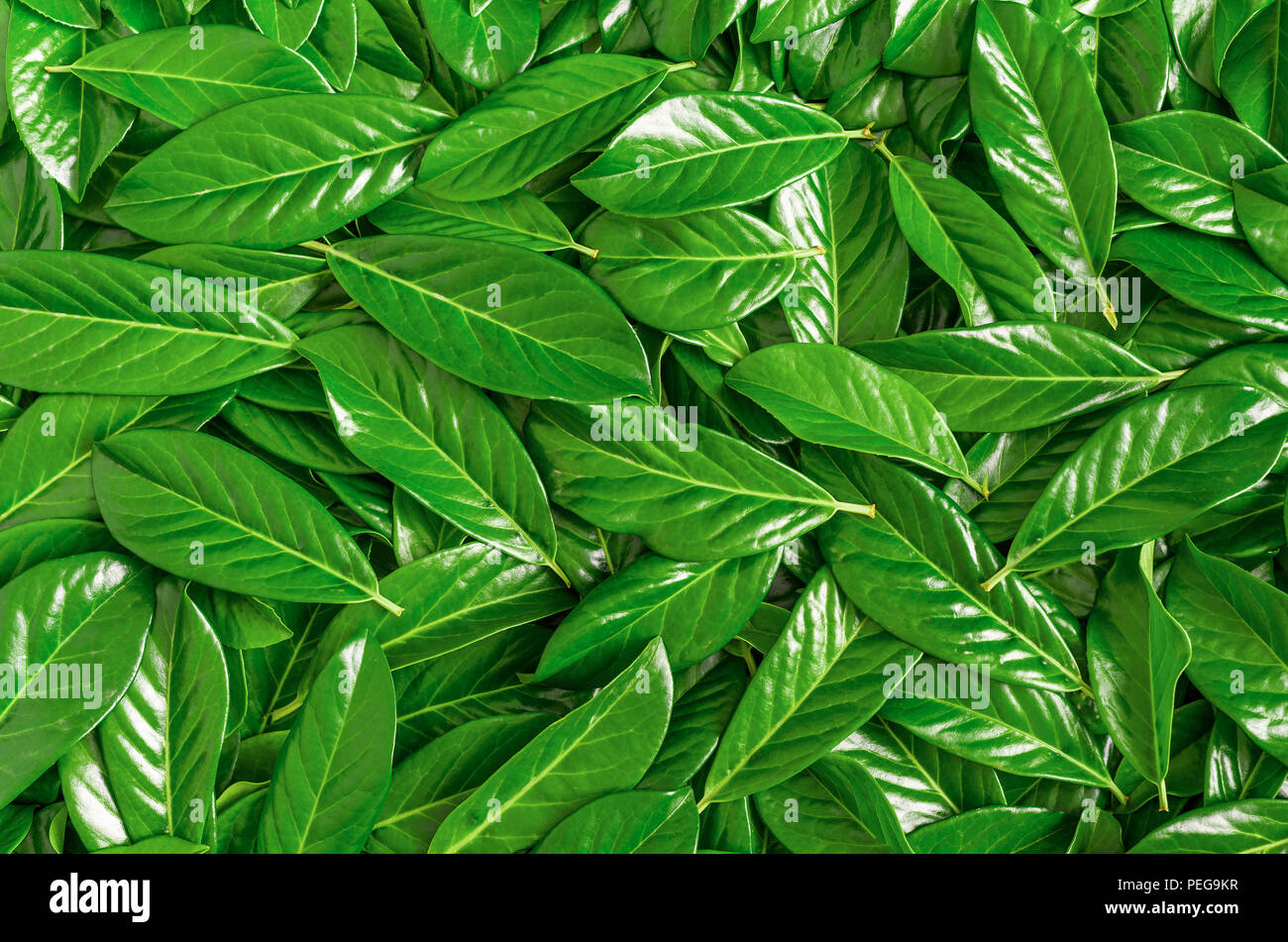 Texture of green leaves. Beautiful, rich color Stock Photo - Alamy