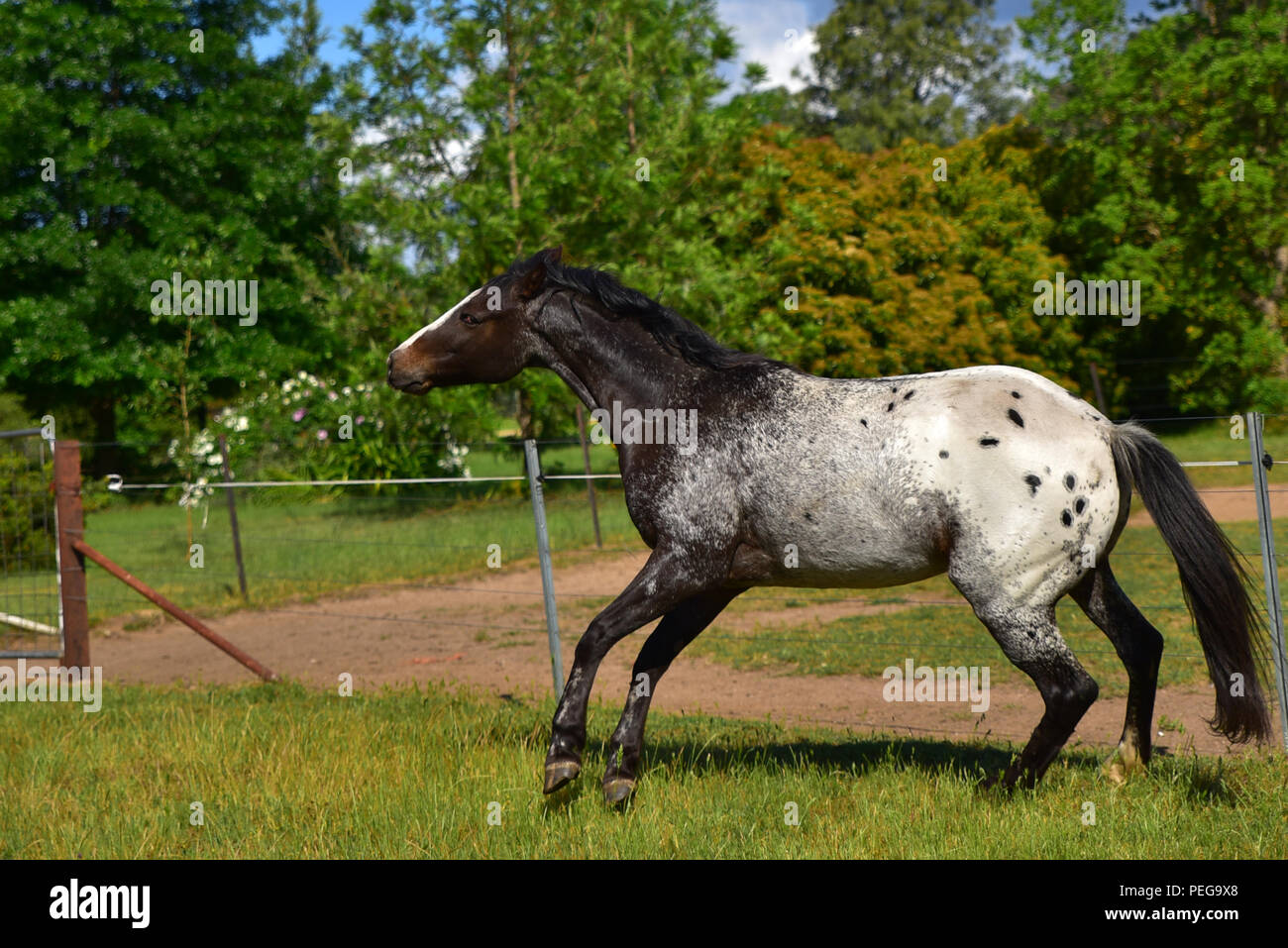Horse running in a farm Stock Photo - Alamy