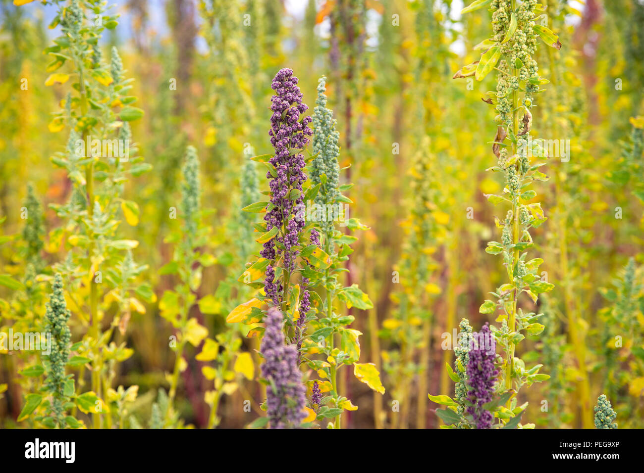 Flowering quinoa in Ecuador Stock Photo - Alamy