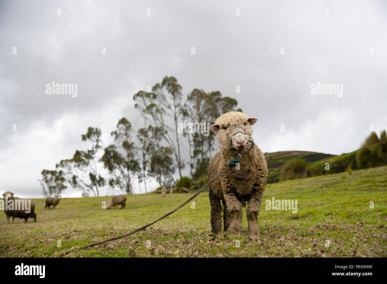 Tied up sheep hi-res stock photography and images - Alamy