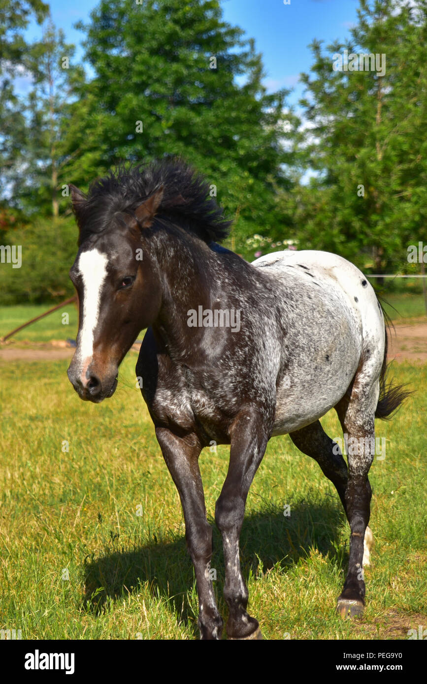 Horse running in a farm Stock Photo - Alamy