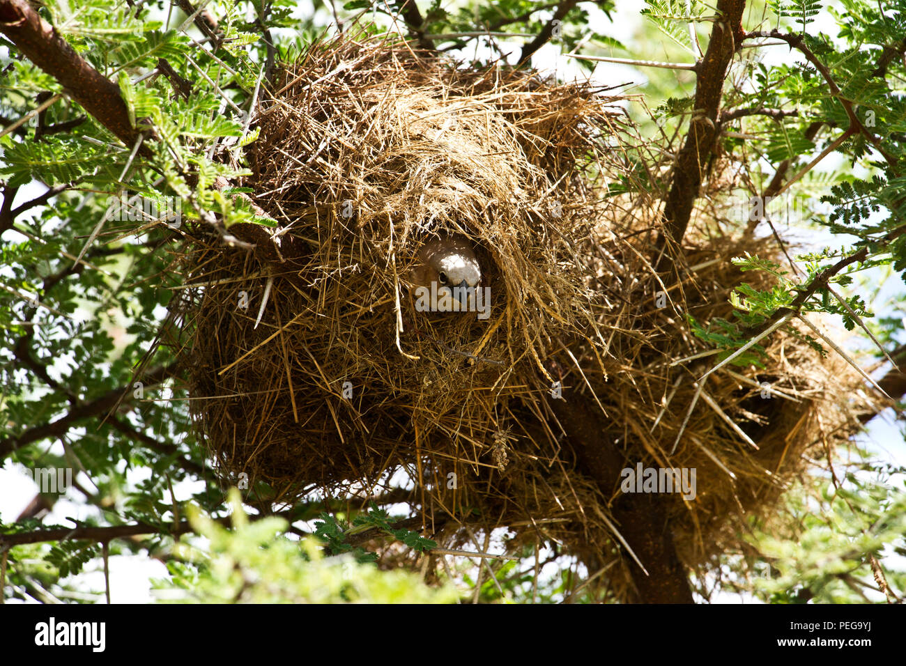 Ornithudae hi-res stock photography and images - Alamy