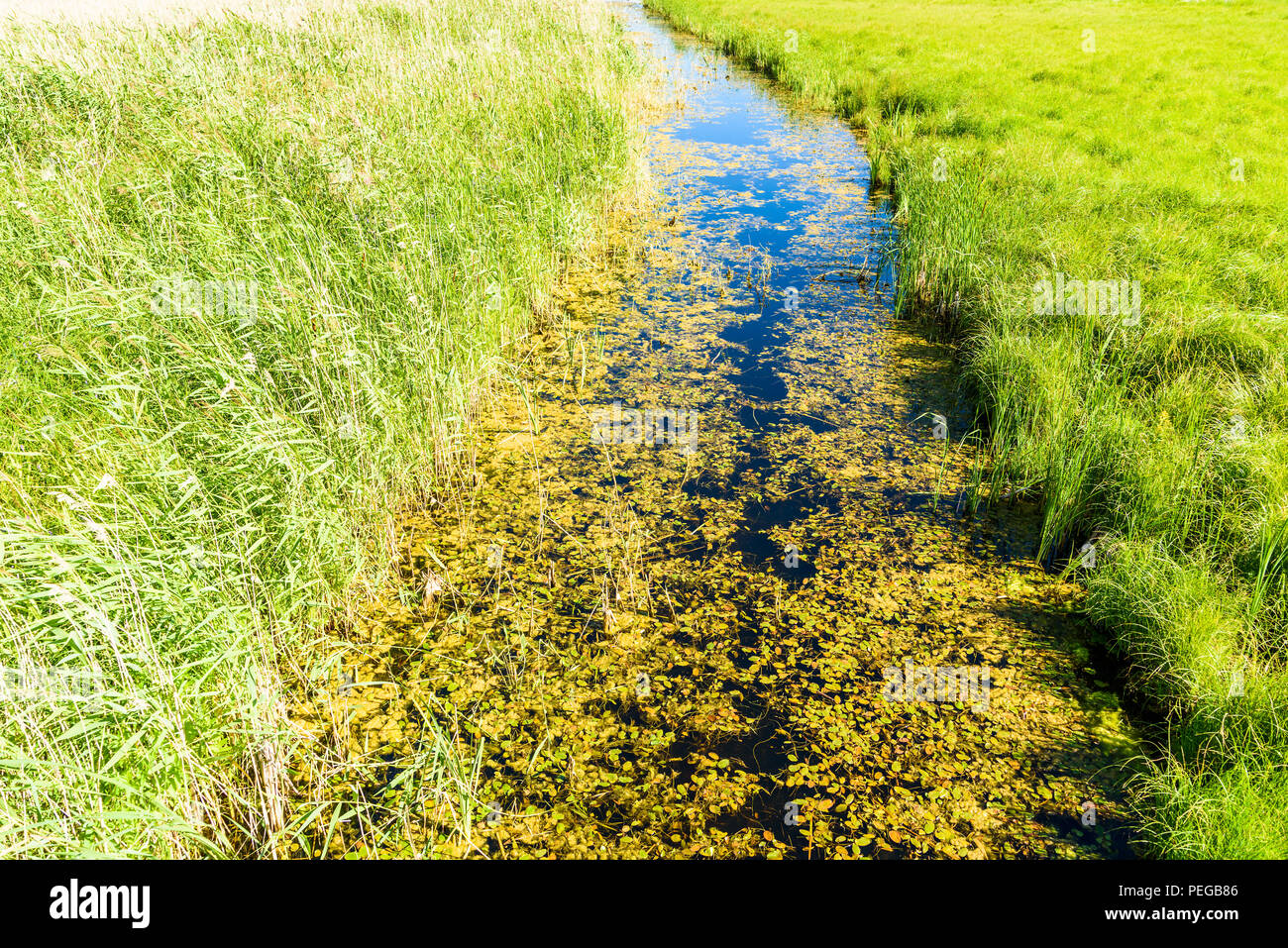 Broad leaved pondweed (Potamogeton natans) and algae on the surface of ...