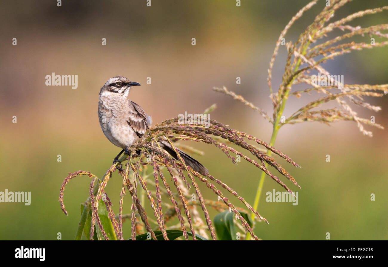 long tailed mockingbird sitting on a corn plant Stock Photo - Alamy