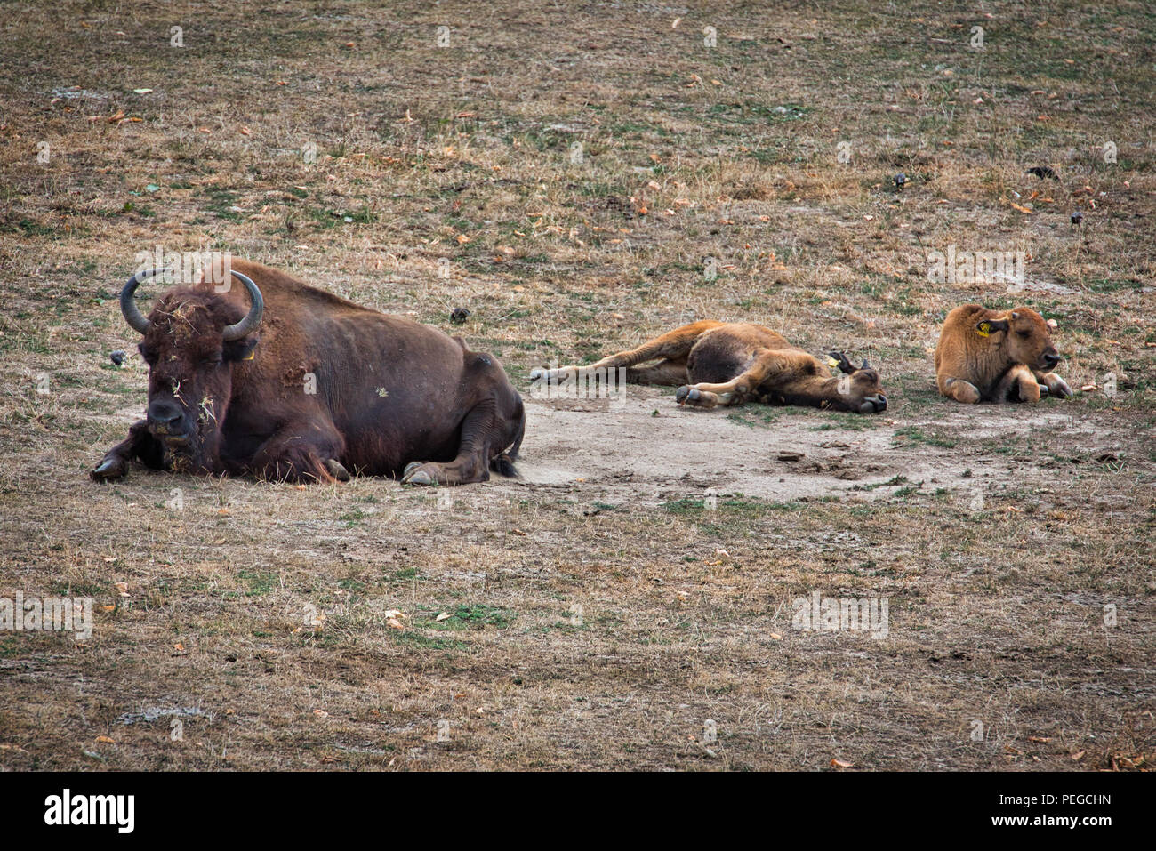 African Bison High Resolution Stock Photography and Images - Alamy