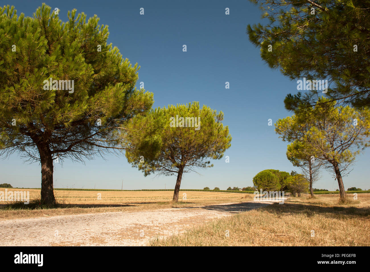 Maritime pine trees and france hi-res stock photography and images - Alamy