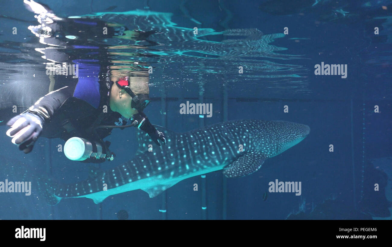 Quadriplegia hi-res stock photography and images - Alamy