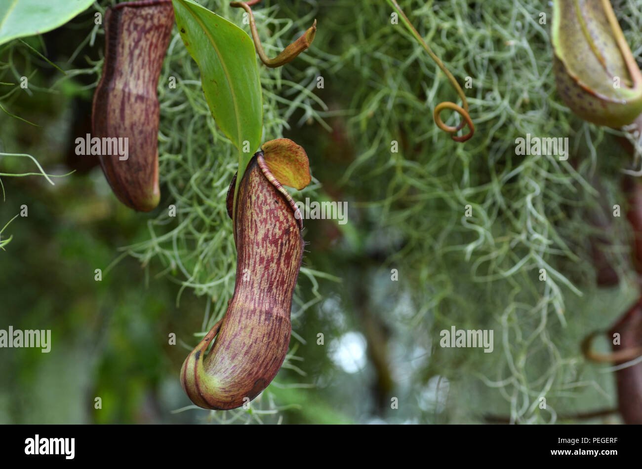 Nepenthes villosa also known as monkey pitcher plant Stock Photo - Alamy