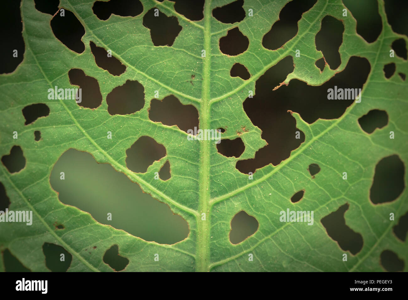 Leaf with hole Caused by insect eat Stock Photo - Alamy