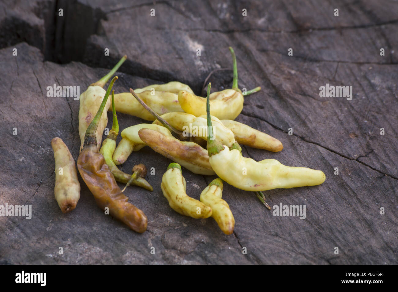 chili rot is an agricultural waste, not able to be cooked, put on the ...