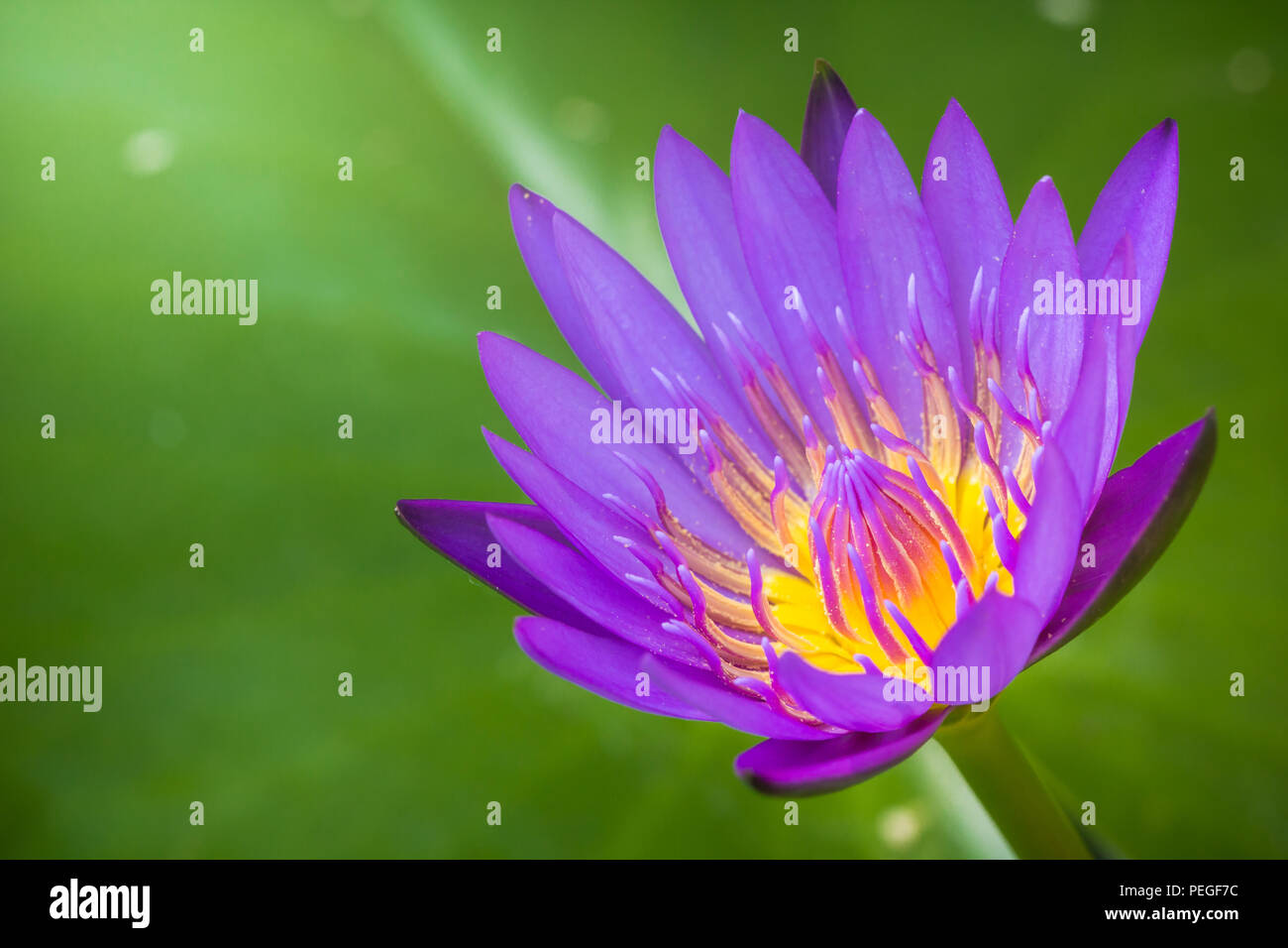The appearance of a purple lotus flower is a beautiful symbol of ...