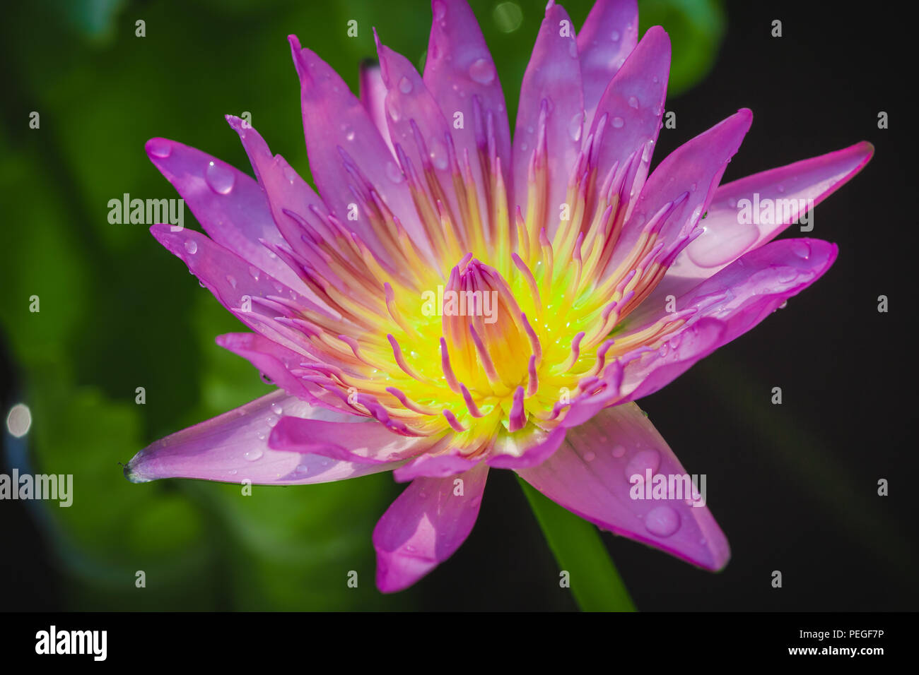 The appearance of a purple lotus flower is a beautiful symbol of ...