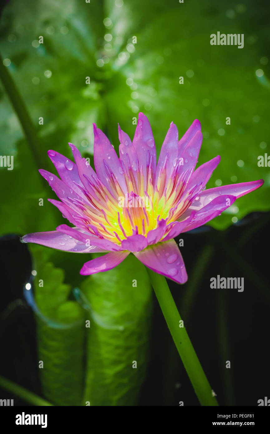The appearance of a purple lotus flower is a beautiful symbol of ...