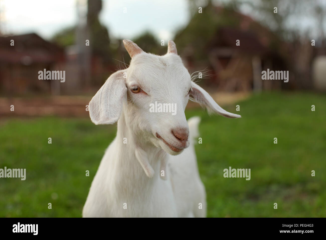 Small horns hi-res stock photography and images - Alamy