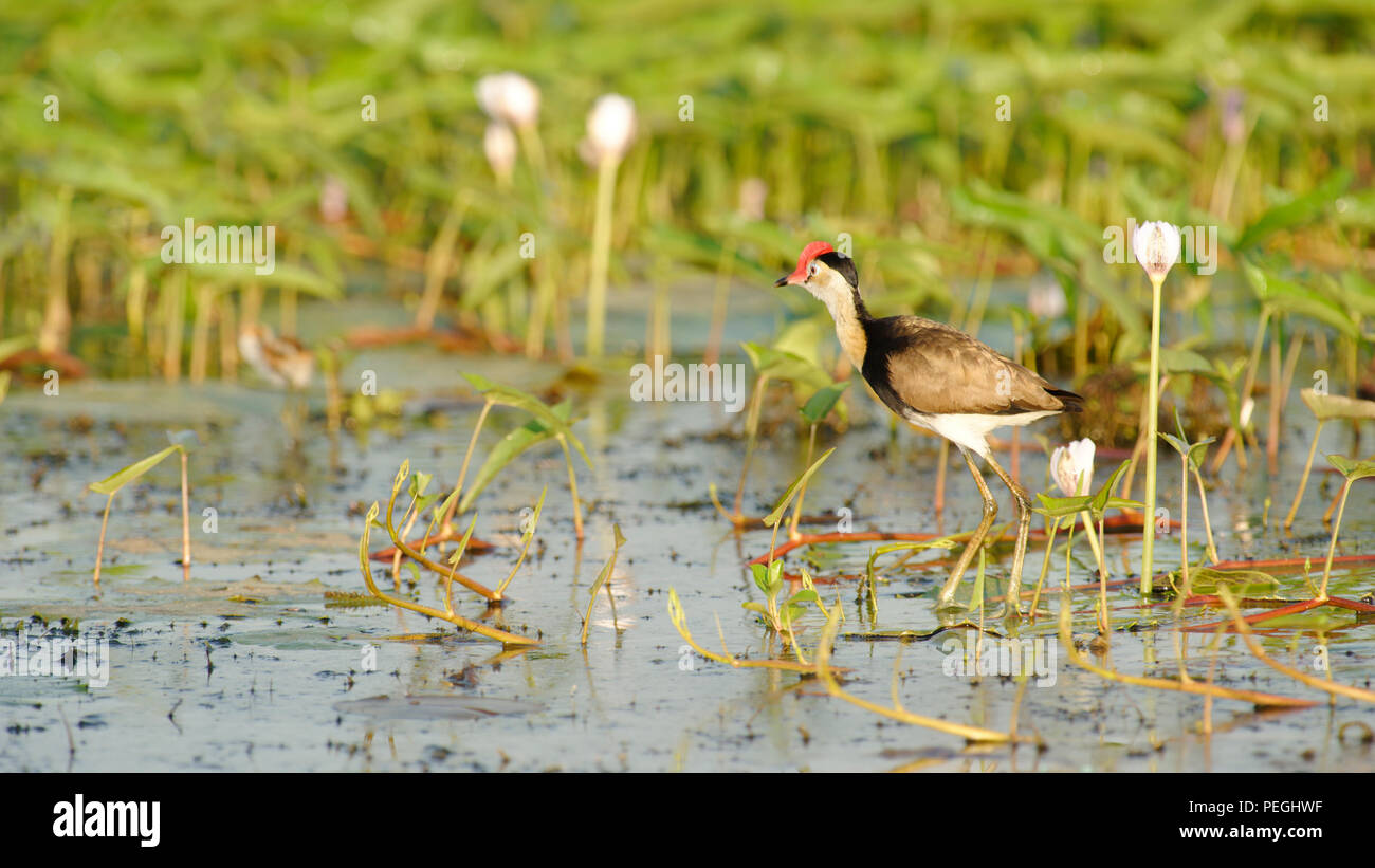 Comb Crested Jacana, Yellow River, Kakadu National Park, Northern ...