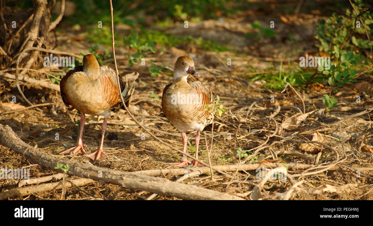 Wandering Whistling Ducks, Yellow River, Kakadu National Park, Northern ...