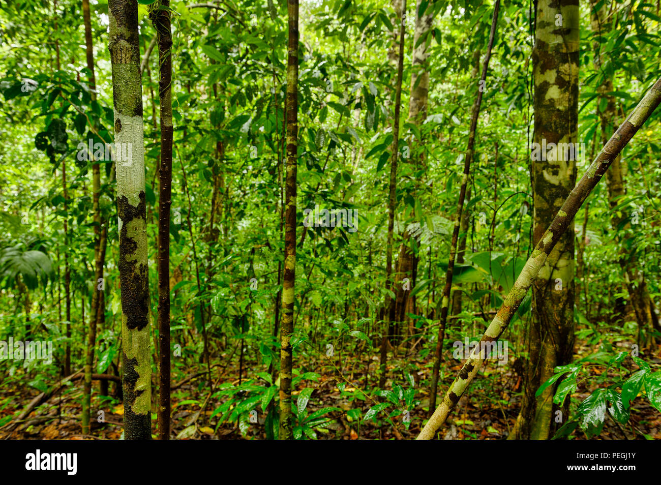 Bosque ecosystem hi-res stock photography and images - Alamy