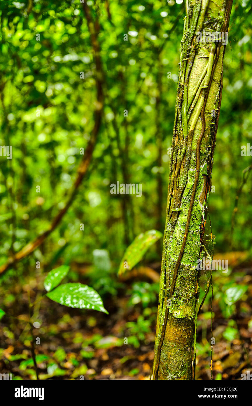 Bosque ecosystem hi-res stock photography and images - Alamy