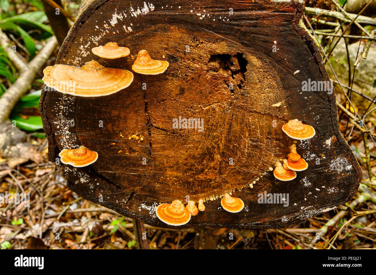 Jungle fungus hi-res stock photography and images - Alamy
