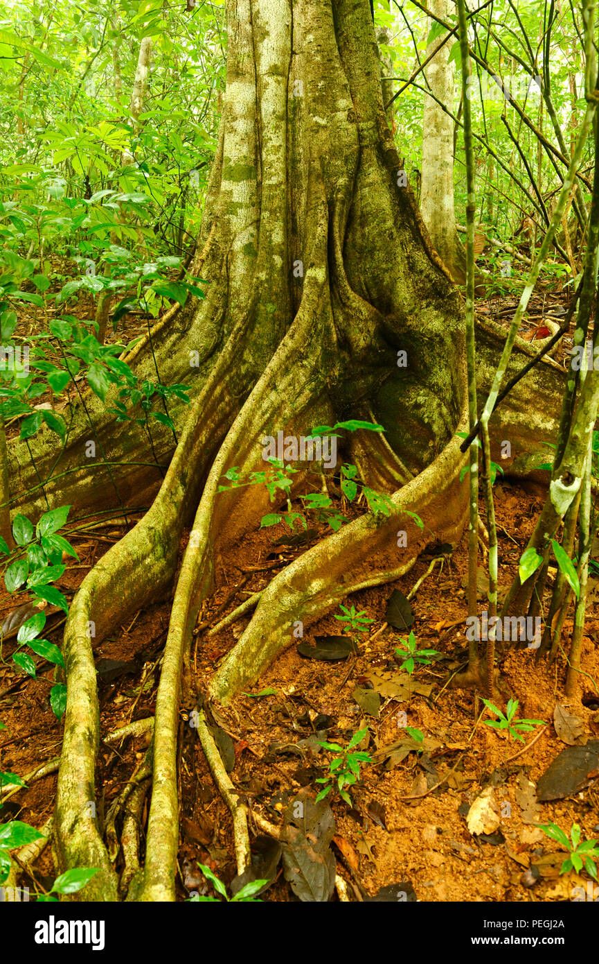 Strangler Fig, Bosque del Cabo rain forest, Costa Rica Stock Photo - Alamy