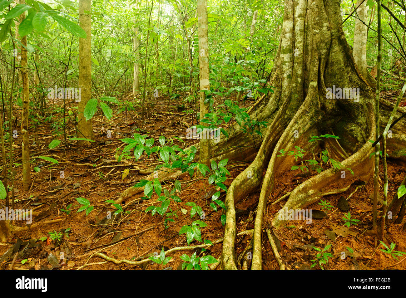 Strangler Fig, Bosque del Cabo rain forest, Costa Rica Stock Photo - Alamy