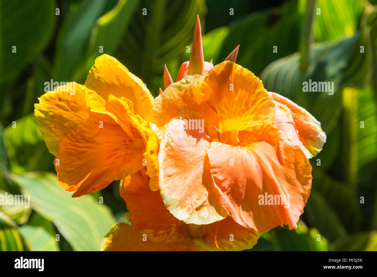 Canna flowers hi-res stock photography and images - Alamy