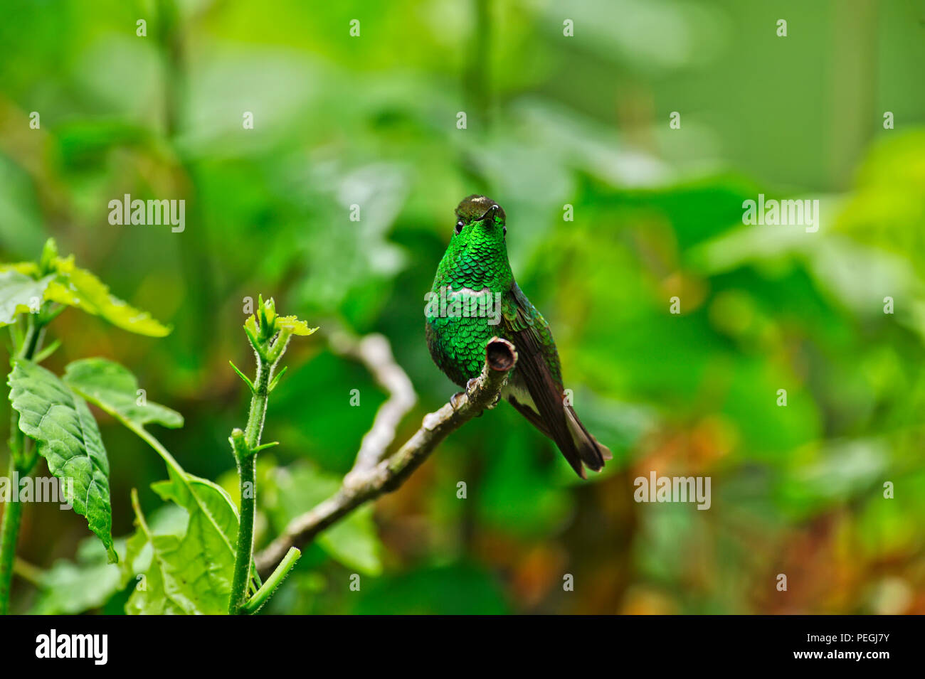 Coppery-headed Emerald Hummingbird, La Paz Waterfall Gardens, Costa ...