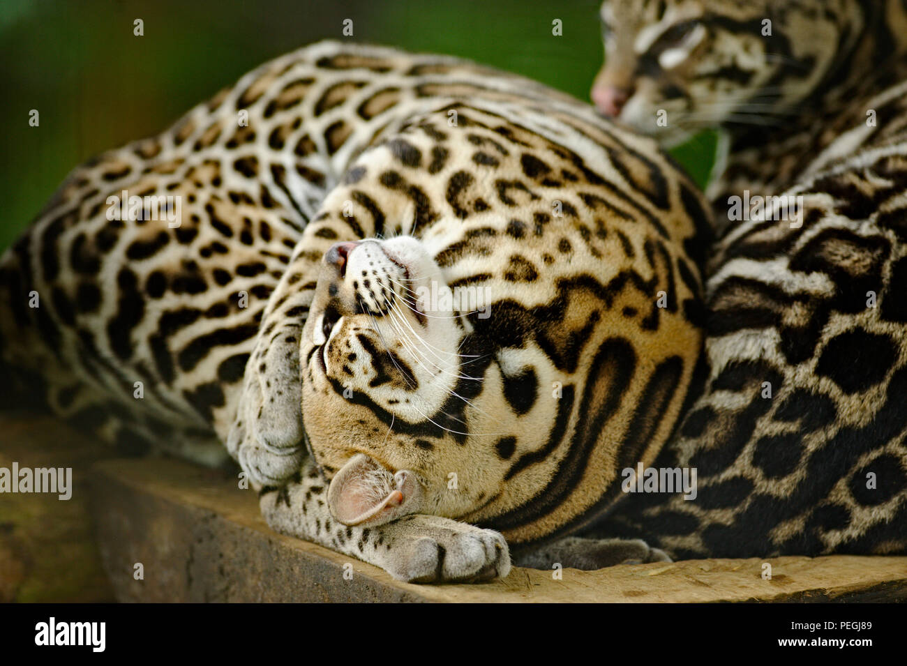 Ocelot Costa Rica High Resolution Stock Photography and Images - Alamy