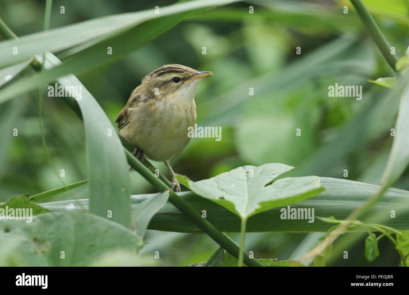 A cute fledgling Sedge Warbler (Acrocephalus schoenobaenus) perching on ...