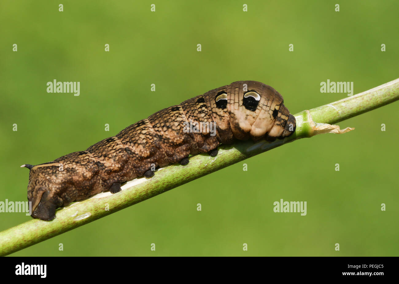 A stunning Elephant Hawk-moth Caterpillar (Deilephila elpenor) perching ...