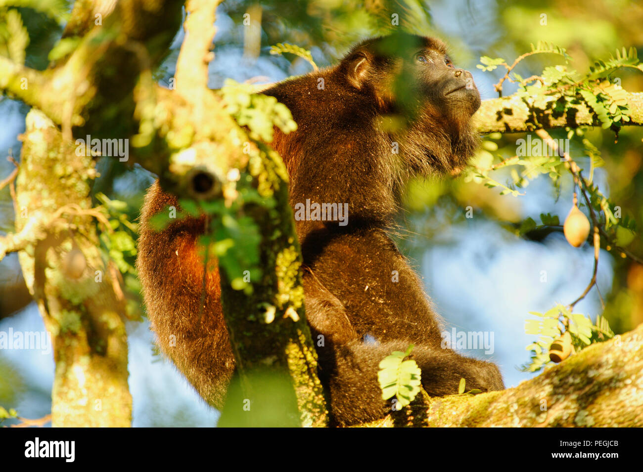 Mantled Howler Monkey, La Ensenada, Costa Rica Stock Photo - Alamy