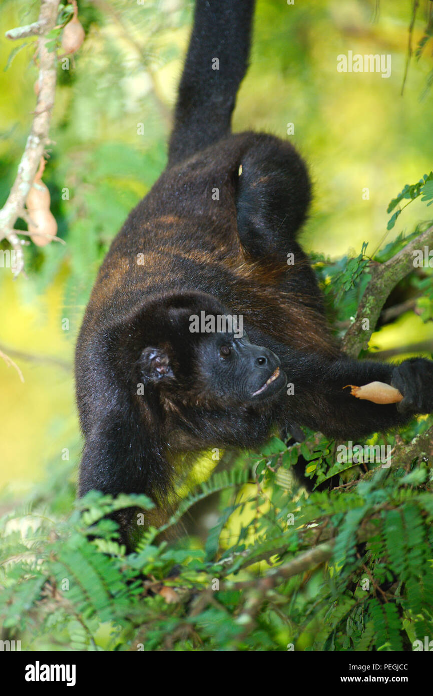 Screaming monkey hi-res stock photography and images - Alamy