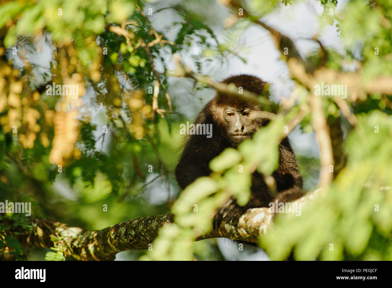 Mantled Howler Monkey, La Ensenada, Costa Rica Stock Photo - Alamy