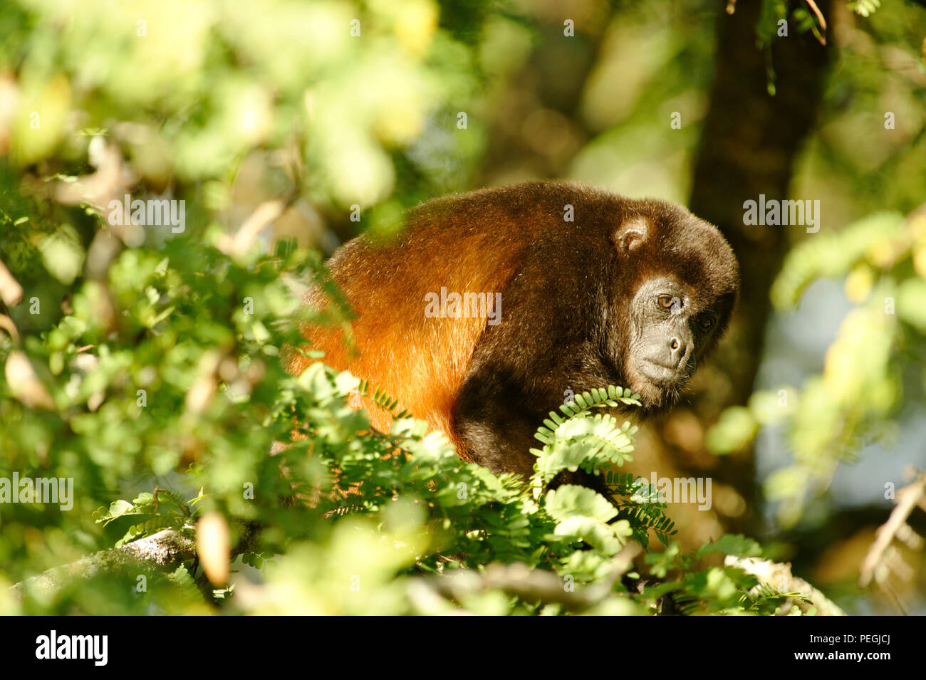 Mantled Howler Monkey, La Ensenada, Costa Rica Stock Photo - Alamy