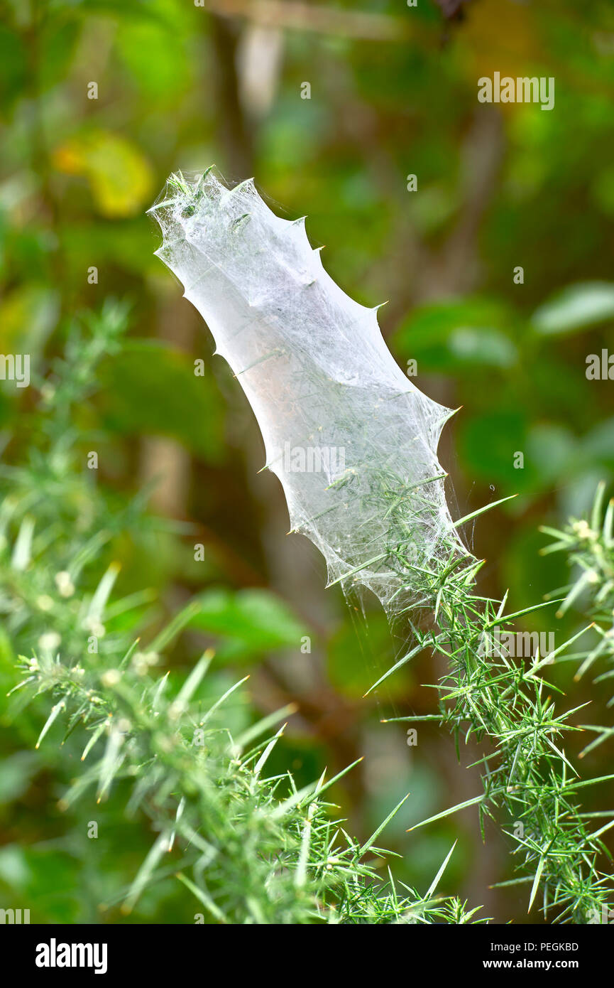 Spider web in ancient tree, Arataki Visitor Center, Waitakere Ranges ...