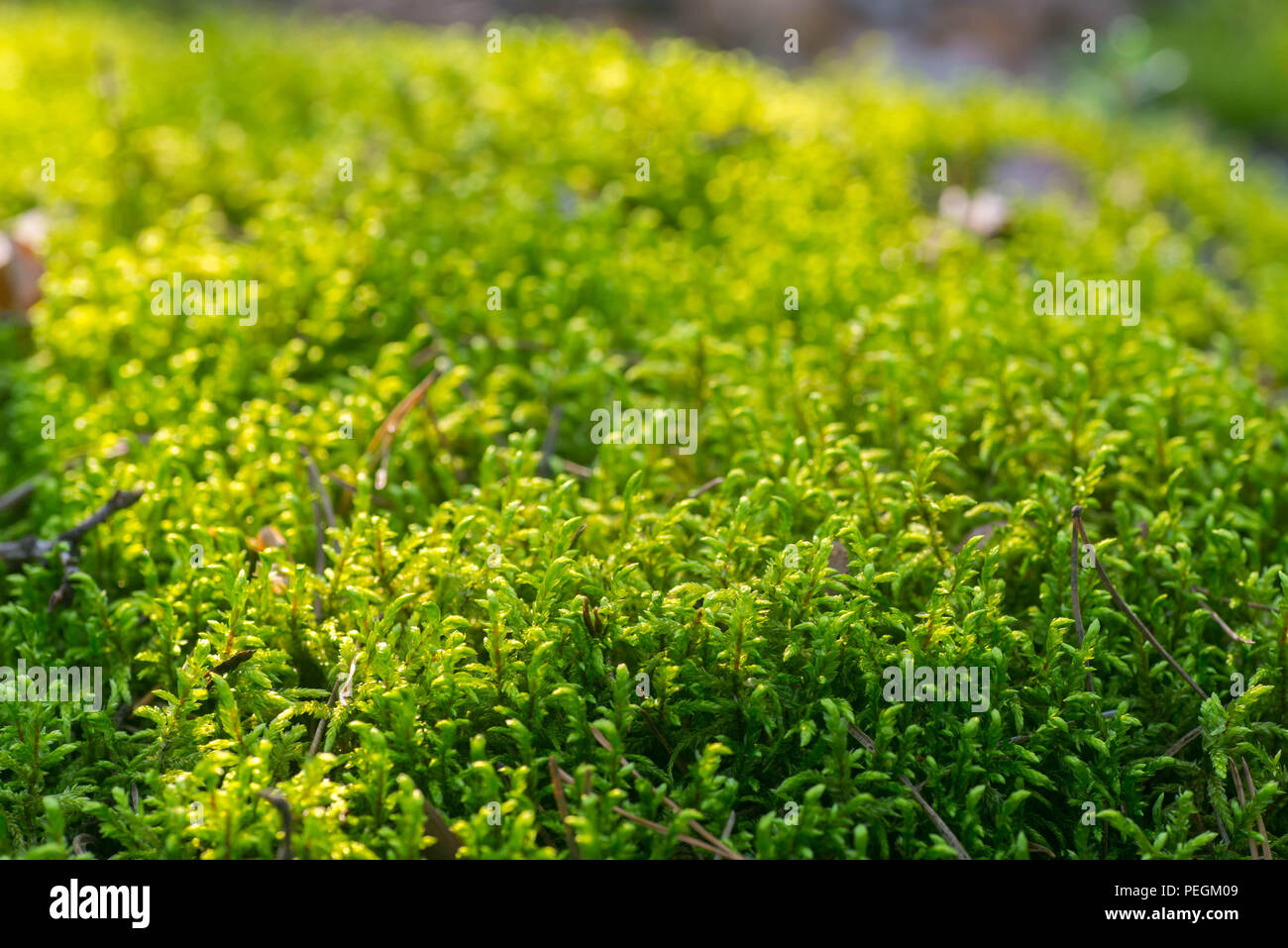 Mossy backdrop hi-res stock photography and images - Alamy