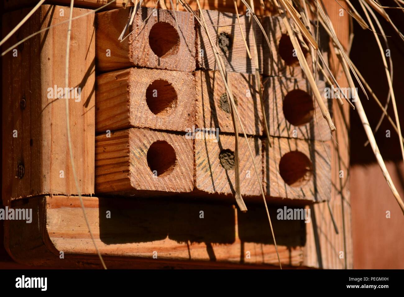 Home for a mason bee (Osmia bicornis) - three rooms occupied Stock ...