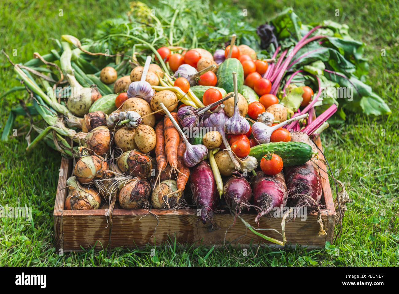 Bio vegetable box, freshly harvested vegetables in organic garden ...