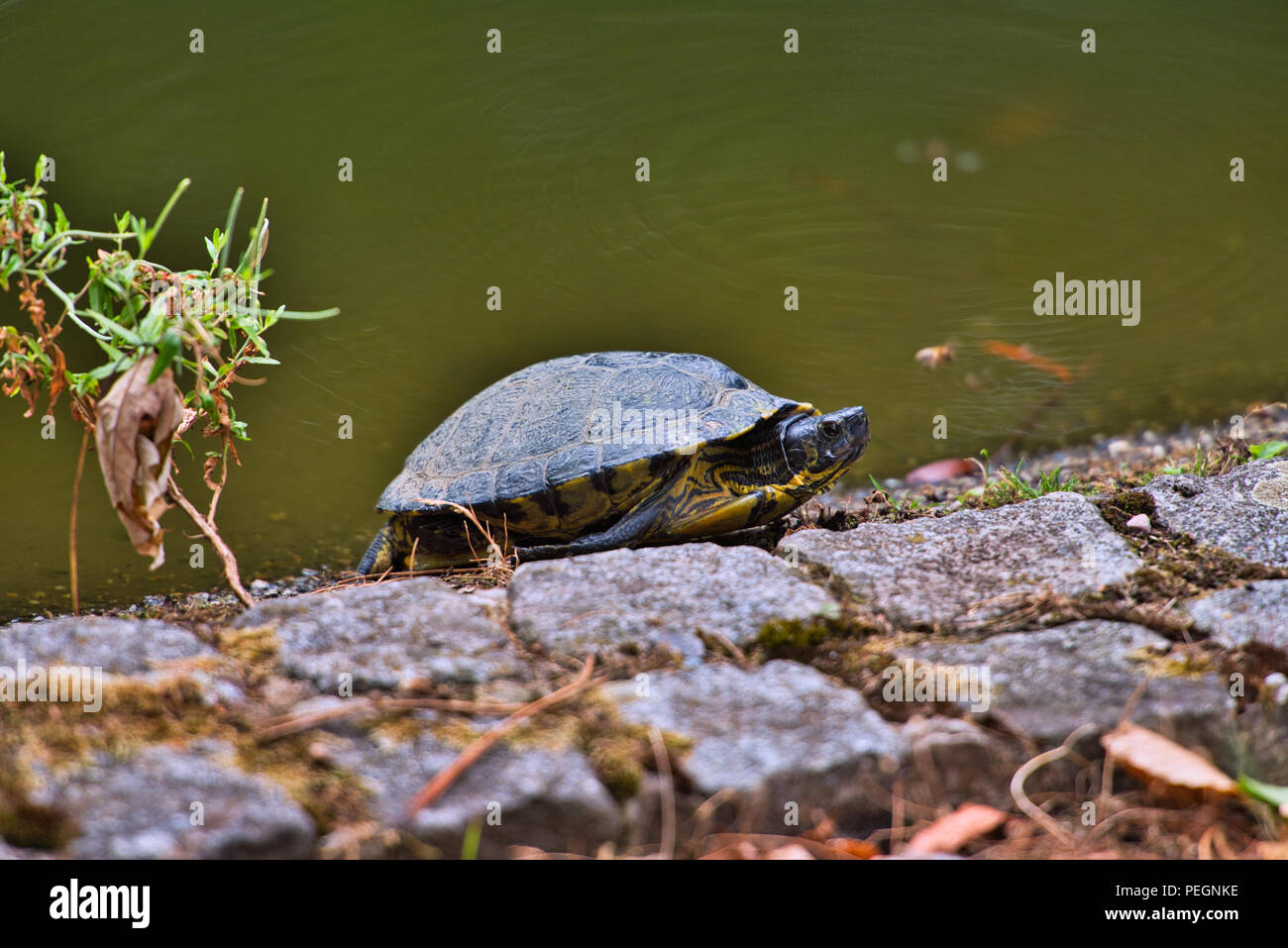 Sleepy turtle hi-res stock photography and images - Alamy