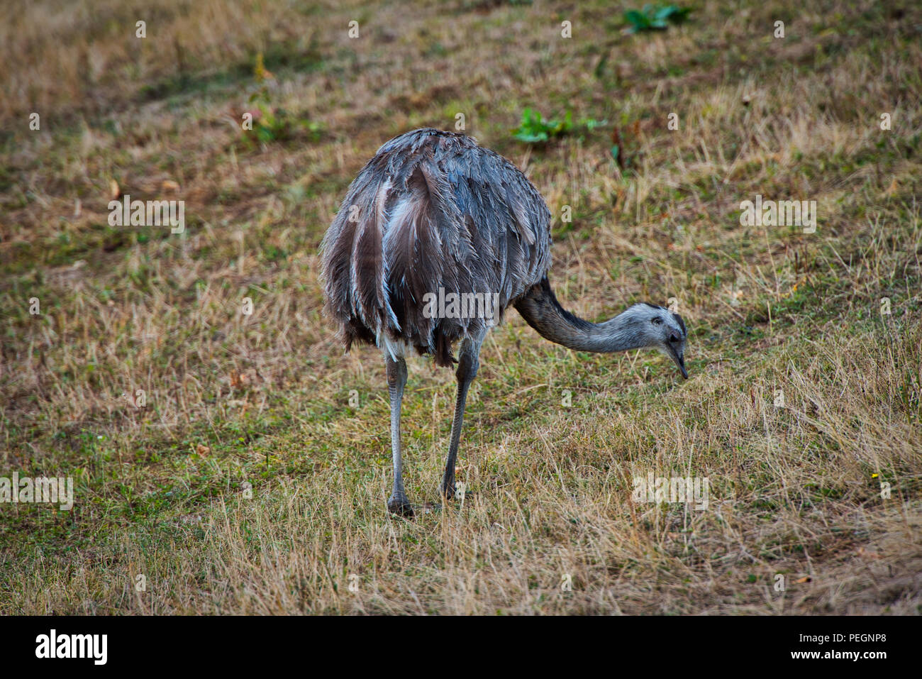 Alive ostrich hi-res stock photography and images - Alamy