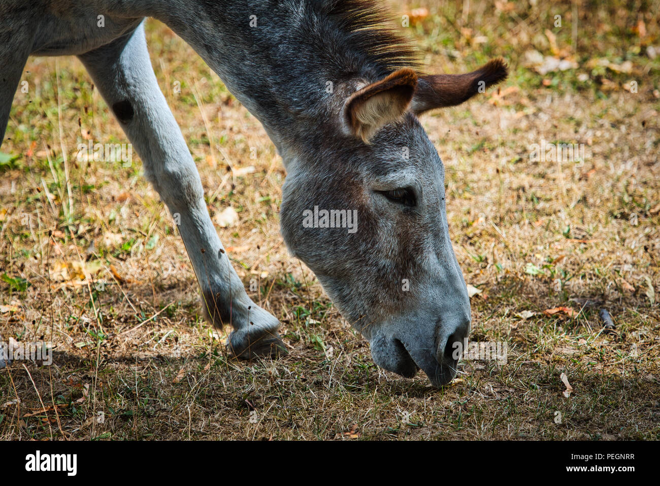 African forest donkey hi-res stock photography and images - Alamy