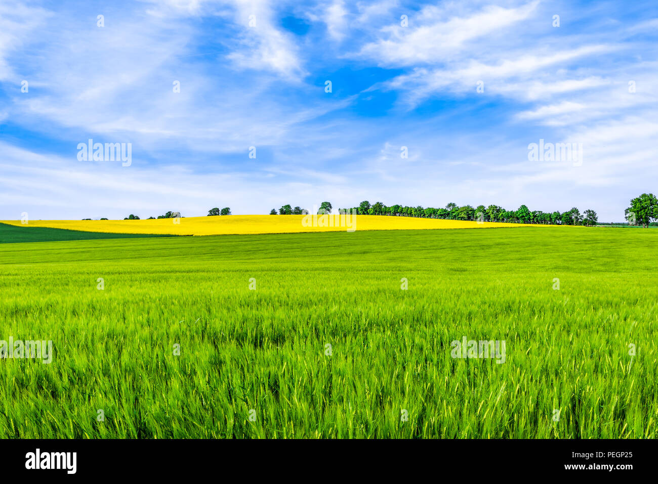 Spring field scenery and blue sky over fields, green farm, landscape ...