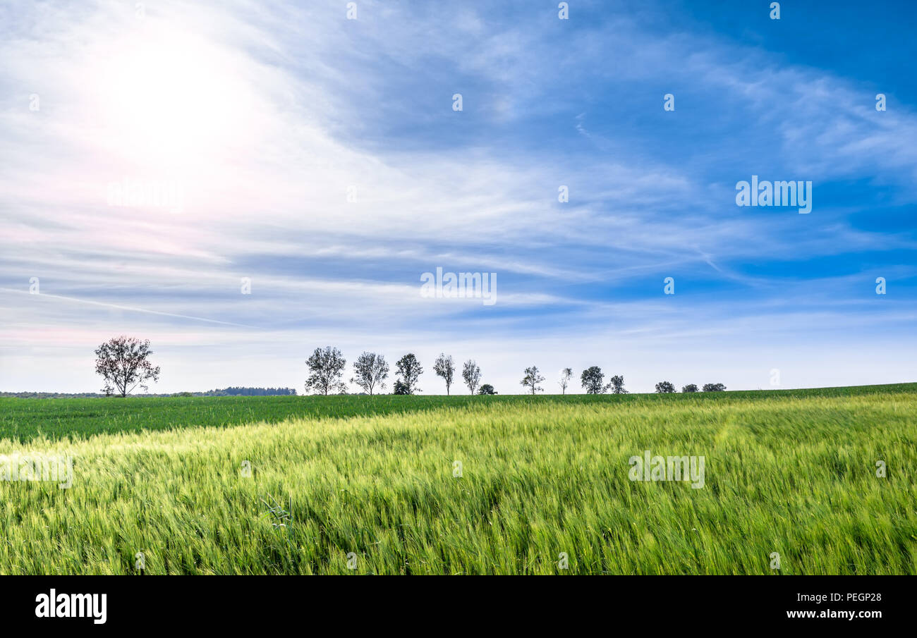 Countryside scenery with spring green fields and sky. Trees on field ...
