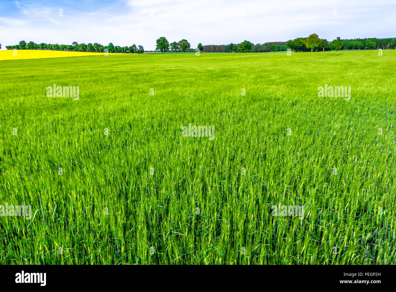 Grass field, green farm, landscape Stock Photo - Alamy