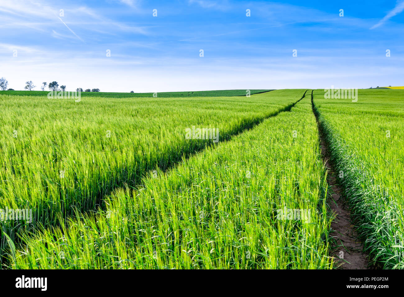 Road in field, green farm, landscape Stock Photo - Alamy