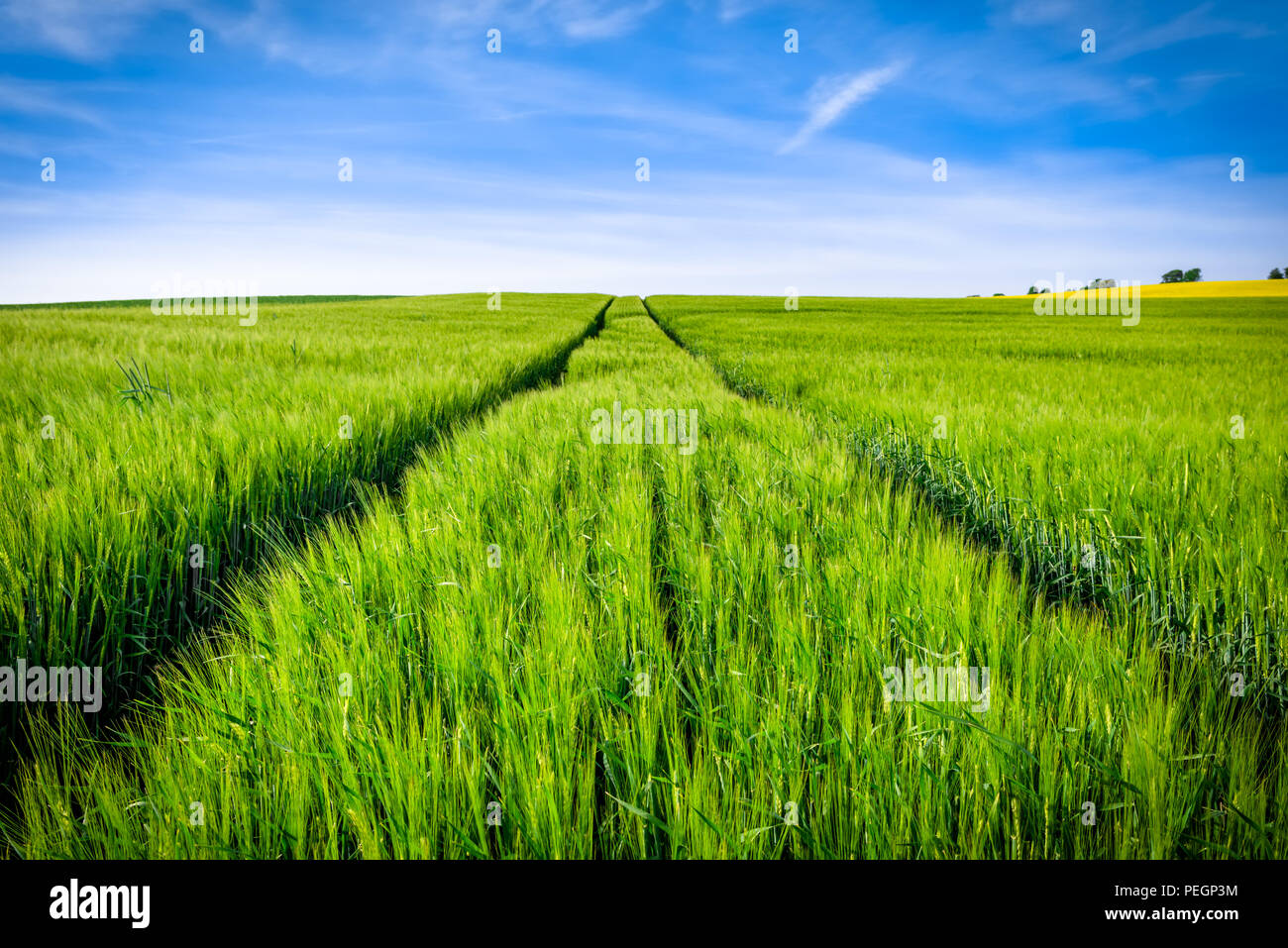 Path in field of barley, green fields and sky, spring landscape Stock ...