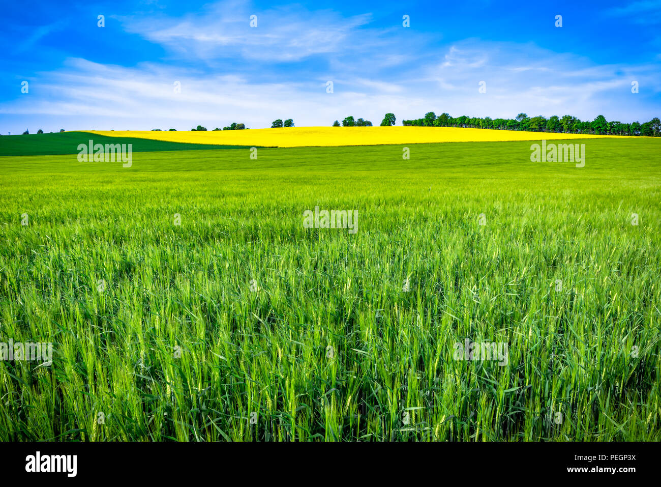 Farm green fields and sky. Grass field landscape Stock Photo - Alamy