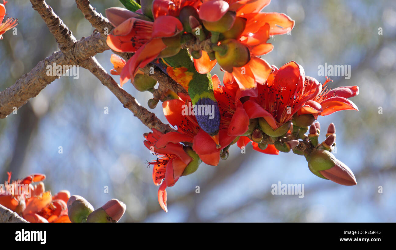 Flowering Kapok tree and the Birds that feed with it, mostly Rainbow ...