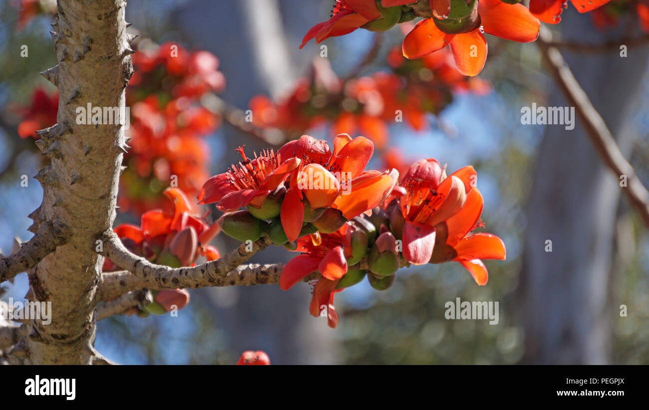Flowering Kapok tree and the Birds that feed with it, mostly Rainbow ...
